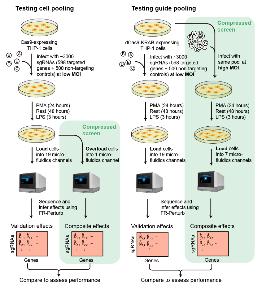 Summary of "Scalable genetic screening for regulatory circuits using compressed Perturb-seq ...